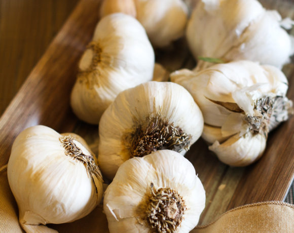 cool stuff about Garlic-yes! put it in everything! - Sizzle Kidz